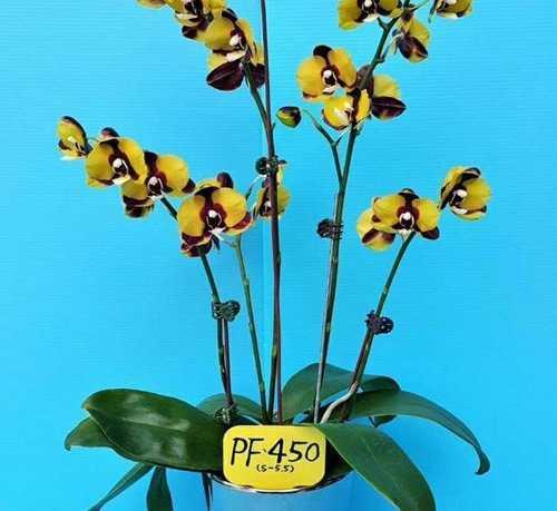 Орхидея фаленопсис PF-450