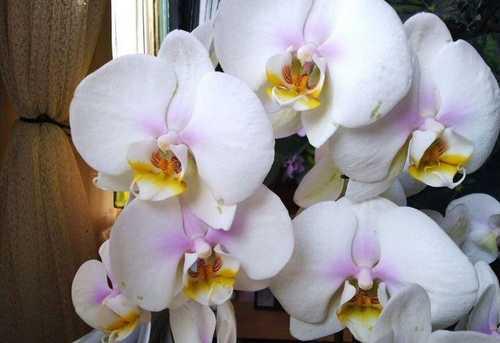 Орхидея фаленопсис Sizzini
