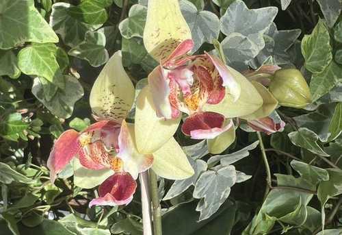 Орхидея фаленопсис Ph.Super Maya 3-lips