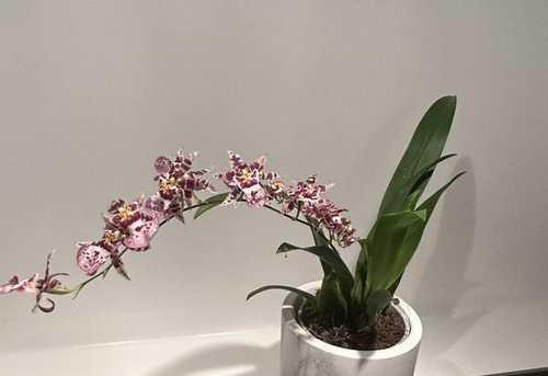 Орхидея онцидиум титаниум
