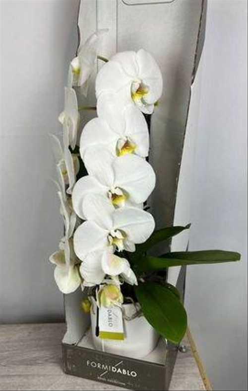 Орхидея каскадная Сого юкидан сортовая