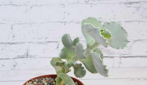 Cotyledon Undulata (Котиледон) (SCT28970)