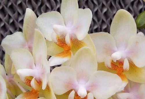 Орхидея Phal. Ron-E Glamor '3304'