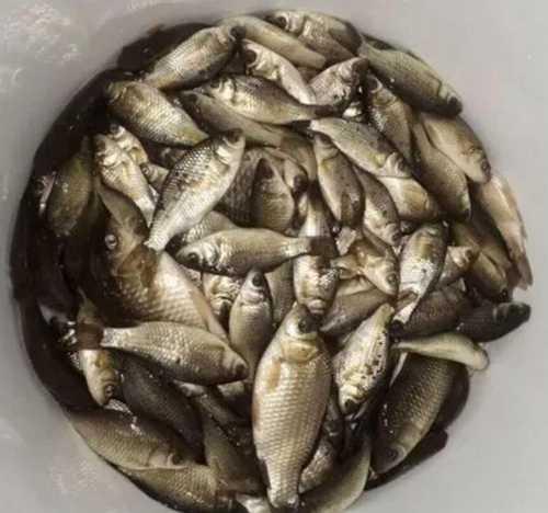 Живец карась