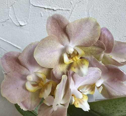 Орхидея фаленопсис парфюмерная фабрика Valkion