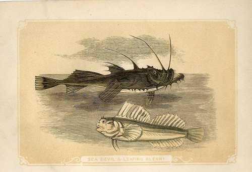 10 антикварных гравюр Рыбы 1851