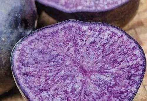 Картофель фиолетовый картошка