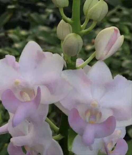 Орхидея фаленопсис pulcherrima pink