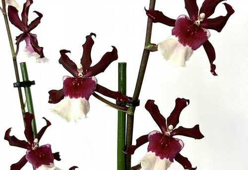Орхидея Камбрия цветёт
