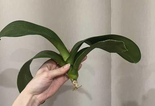 Помогите Орхидея фаленопсис на реанимацию