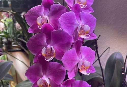 Орхидея фаленопсис Purple dust