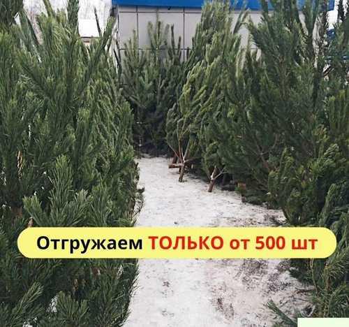 Новогодние ели оптом