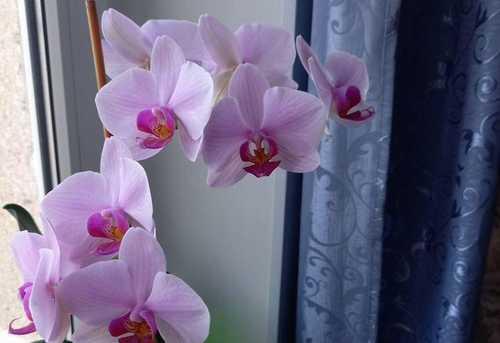 Орхидея фаленопсис Продаю или поменяю