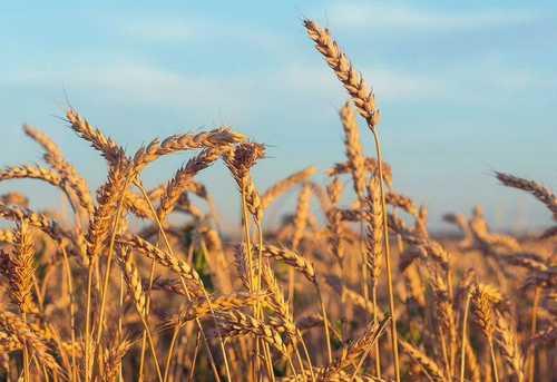 Пшеница яровая "Злата". Семена от производителя