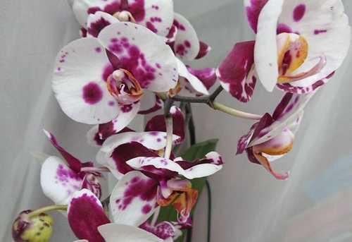 Орхидея фаленопсис Polka Dots