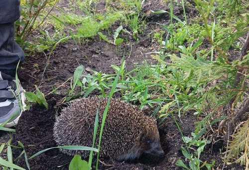 Доставка плодородной земли
