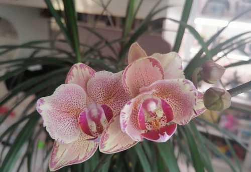 Орхидея пират пикоти