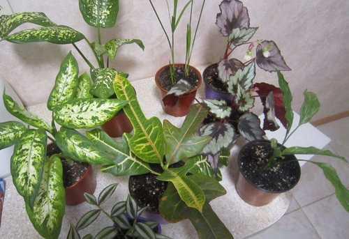 Комнатные растения (излишки)