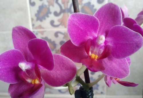 Ароматная орхидея фаленопсис Cute Holly 15