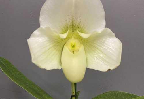 Орхидея пафиопедилум башмачок white lady