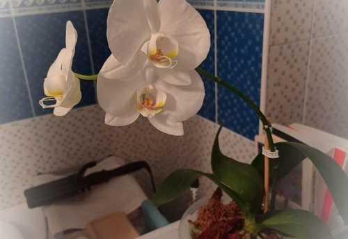 Орхидея цветущая крупная продажа или обмен