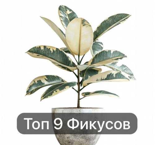 Топ 9 Фикусов для дома, офиса, ресторана, отеля