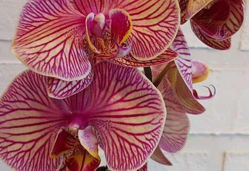 Орхидея фаленопсис Юпитер