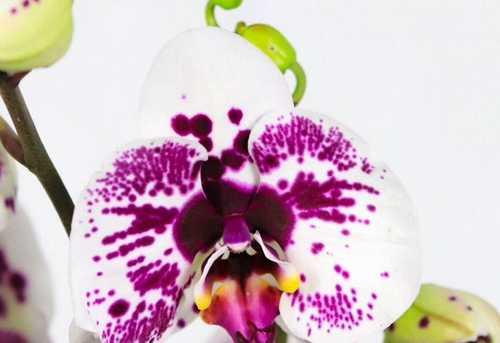 Орхидея Фаленопсис Гигант бело-фиолетовая