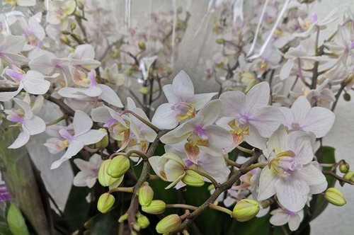 Орхидея Дикий белый "а-ля хатуюки"