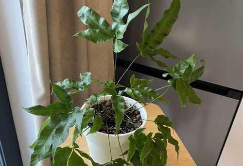 Папоротник (птерис) комнатное растение