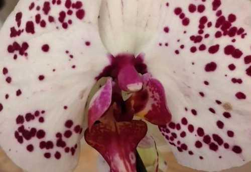 Орхидея сортовая (реанимашки)