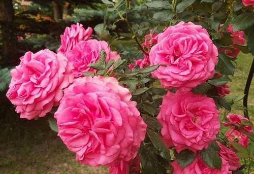 Саженцы розы плетистой Маритим