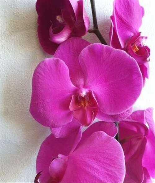 Орхидея фаленопсис грандифлора African Queen