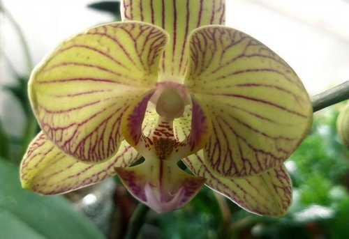 Орхидея фаленопсис KV- beauty
