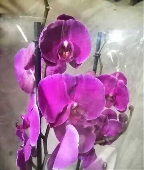 Фаленопсис гибрид 540 орхидея