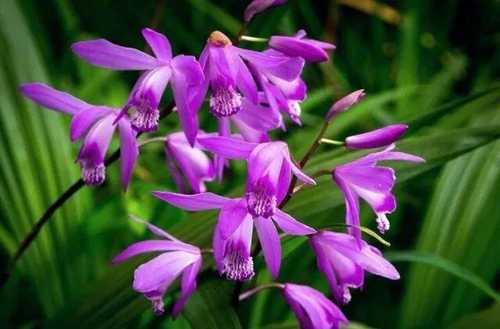 Блетилла-орхидеи для сада