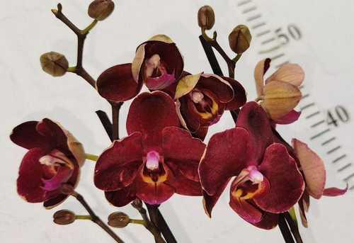 Бархатная орхидея эпифит Ola / Tunis, редкий сорт