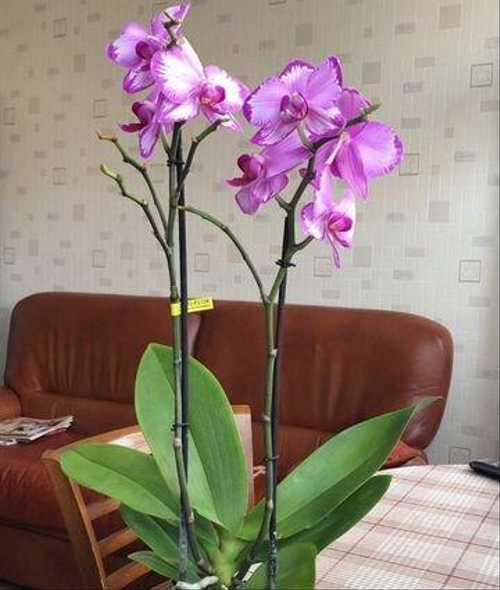 Орхидея фаленопсис Тоши