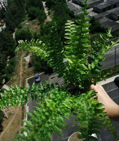 Папоротник Tiger Fern