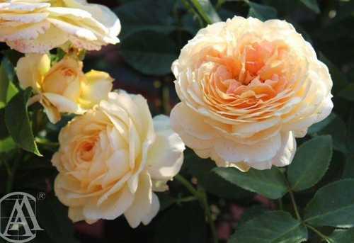 Розы английские саженцы, Архиленд