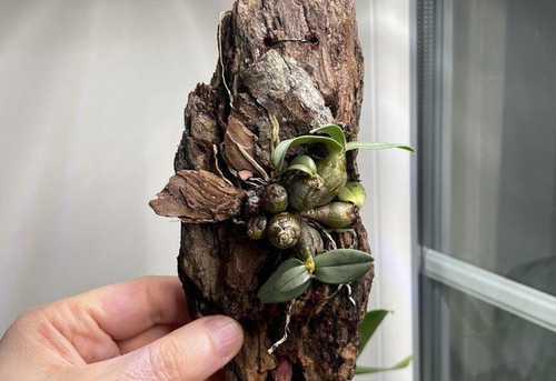 Орхидея Дендробиум на блоке из сосновой коры