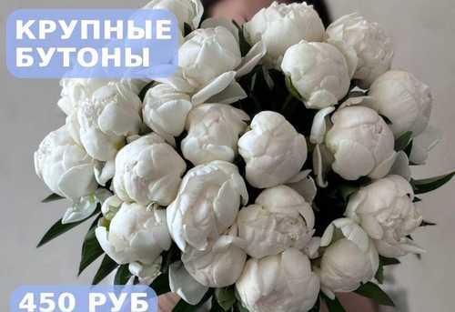 Пионы Букет Нежные Цветы Доставка по Крыму
