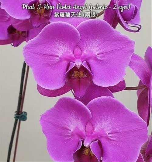 Орхидея Ph. I-Hsin Violet Angel (peloric - 2 eyes)
