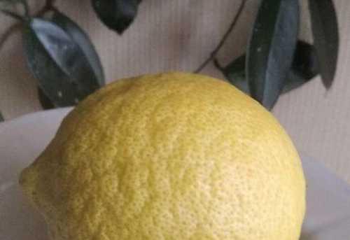 Сеянцы павловского лимона