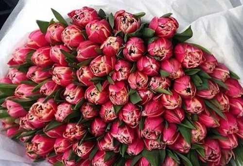 Тюльпаны оптом и розницей на 8 Марта