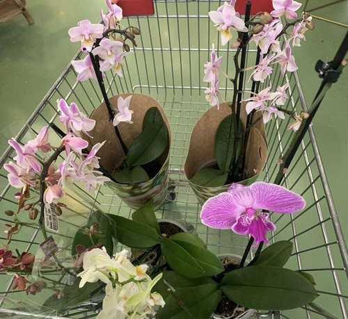 Орхидея фаленопсис разные отцветашки