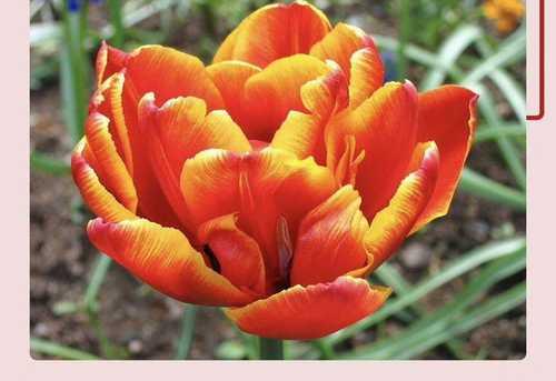 Пионовидные Тюльпаны к 8 марта оптом (Цена с НДС)