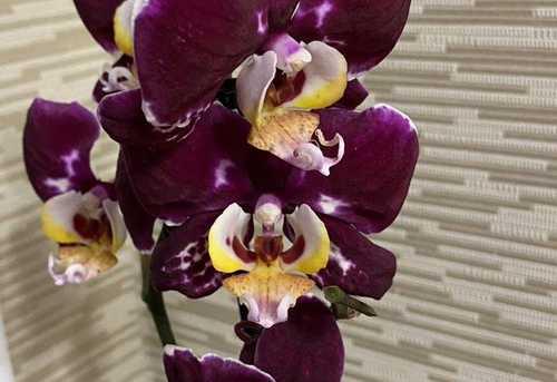 Орхидея фаленопсис Пират Пикоти и Бернадетта