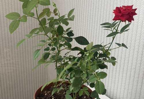 Роза кордана (домашнее цветение)