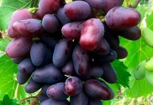 Саженцы винограда Румейка